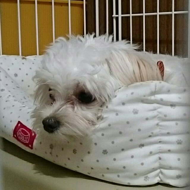 こっこ(@kinu_coco) - Twilog (ツイログ)