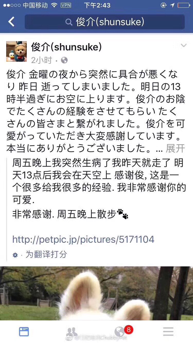 Full Grown Shunsuke Dog