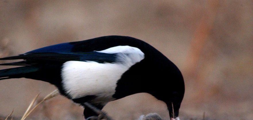 Rising number of eye injuries from magpie attacks prompts hospital ...