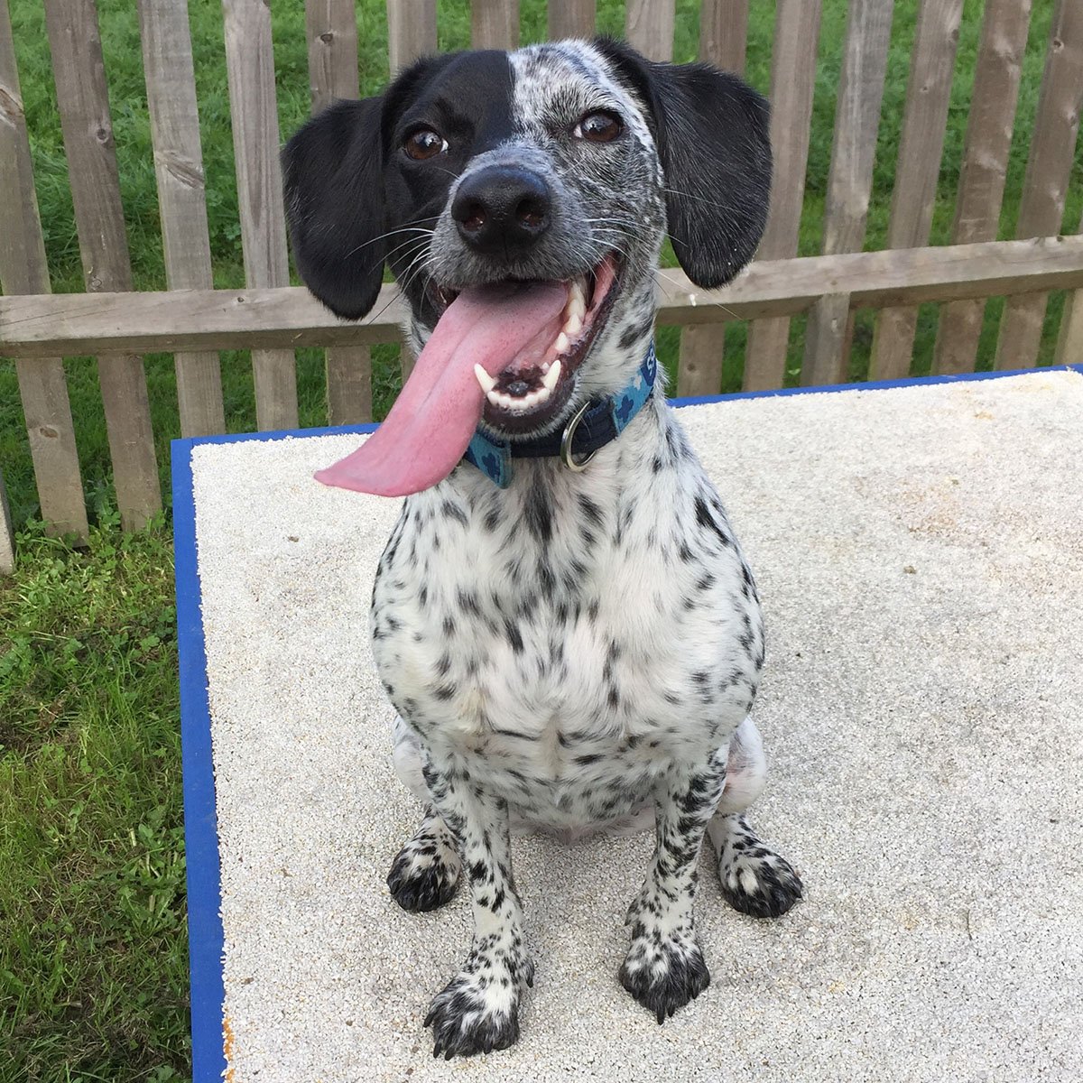 Jack Russell Pointer Mix Puppy