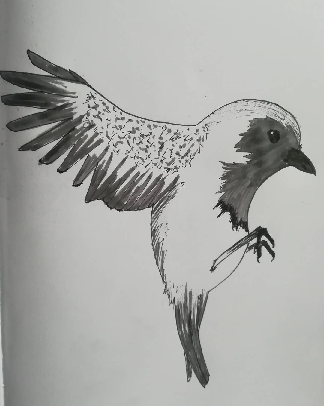 Realistic Bird Sketch