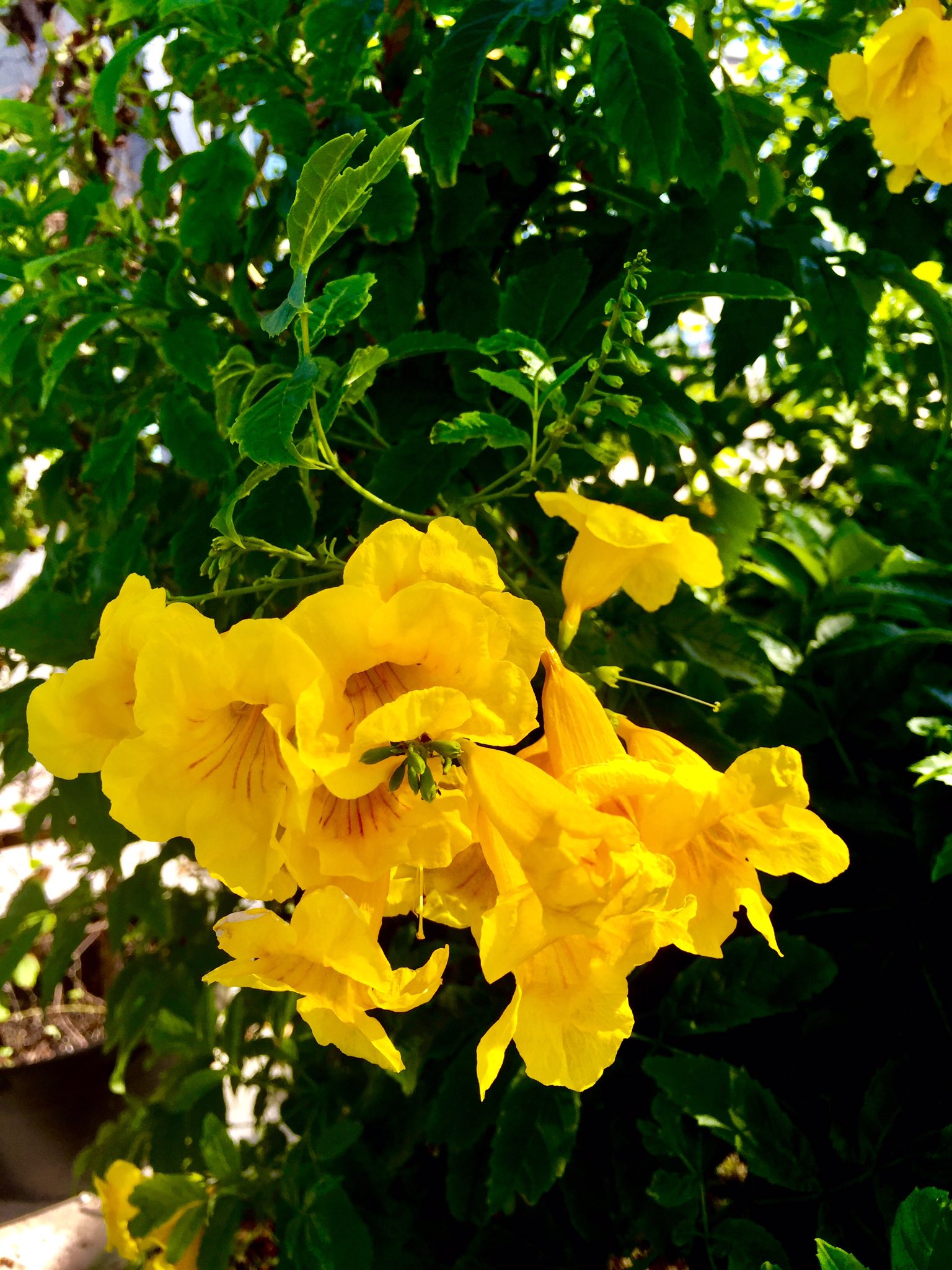 Bahamas National Flower