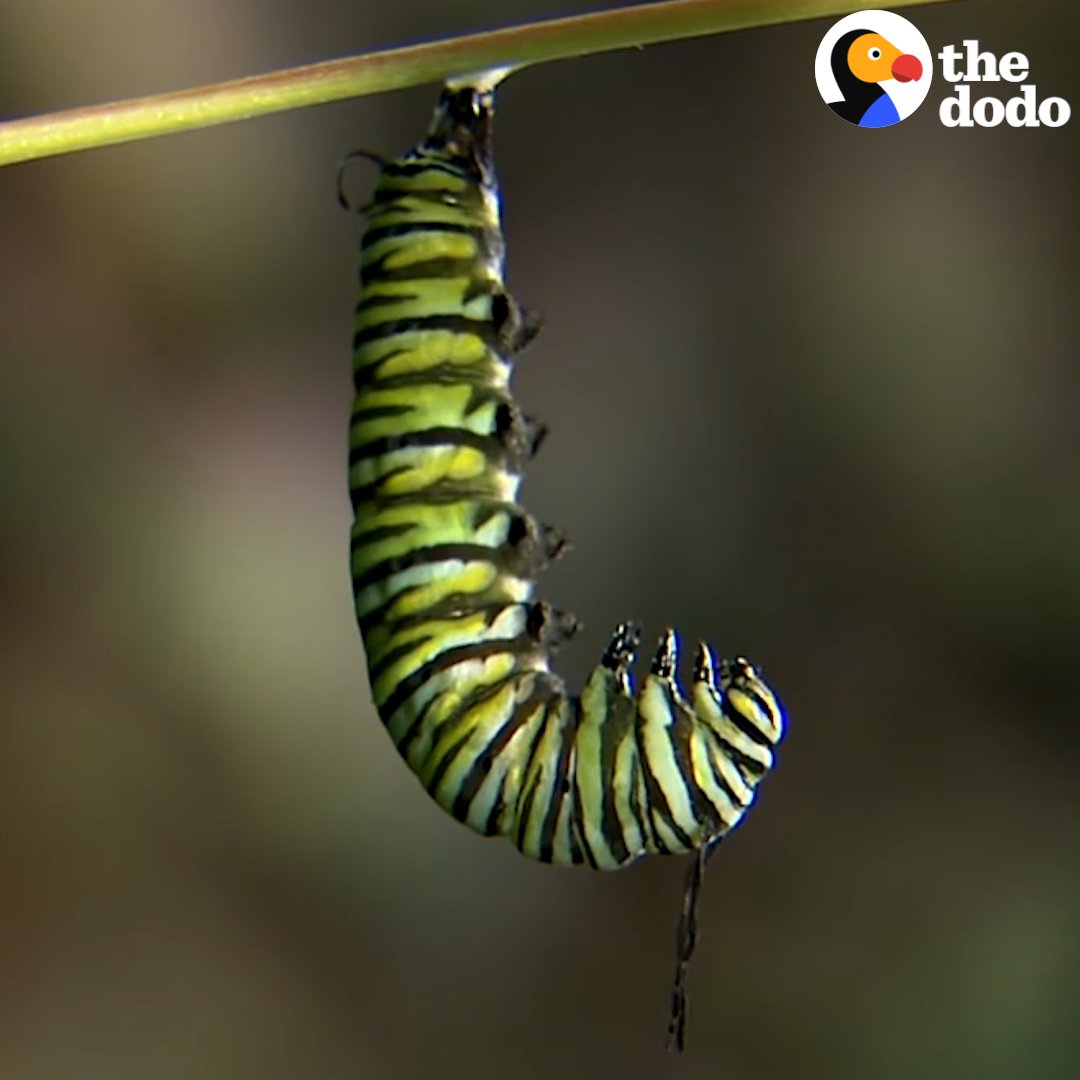 The Dodo on Twitter: "Here’s exactly how a caterpillar becomes a ...