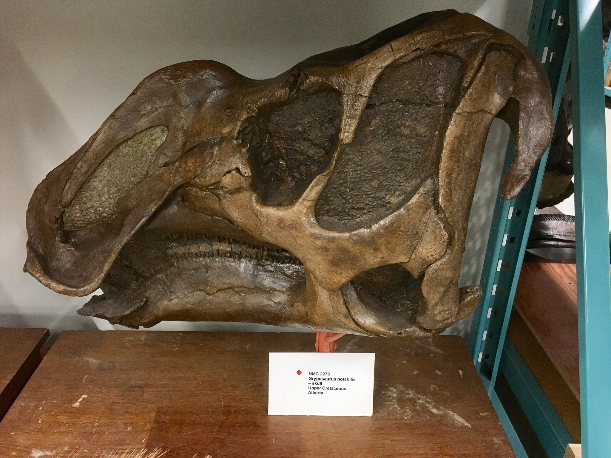 Gryposaurus Notabilis