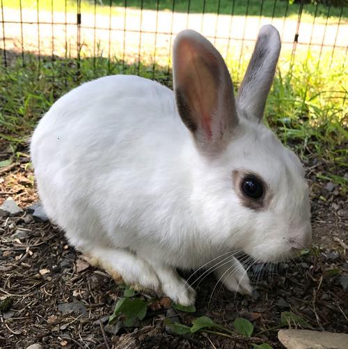 English Spot Rabbit Mix