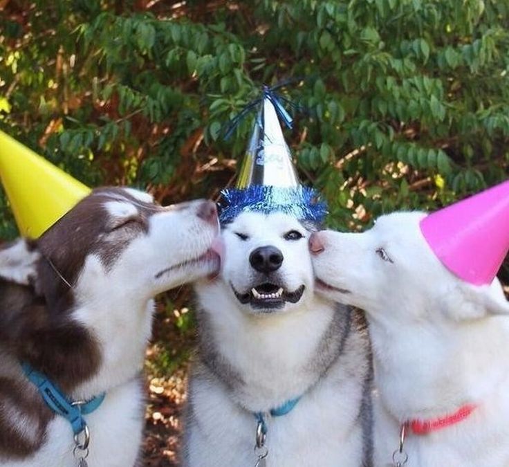 Happy Birthday Husky Puppy
