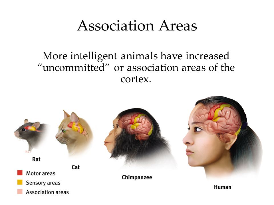 Somatosensory Association Cortex