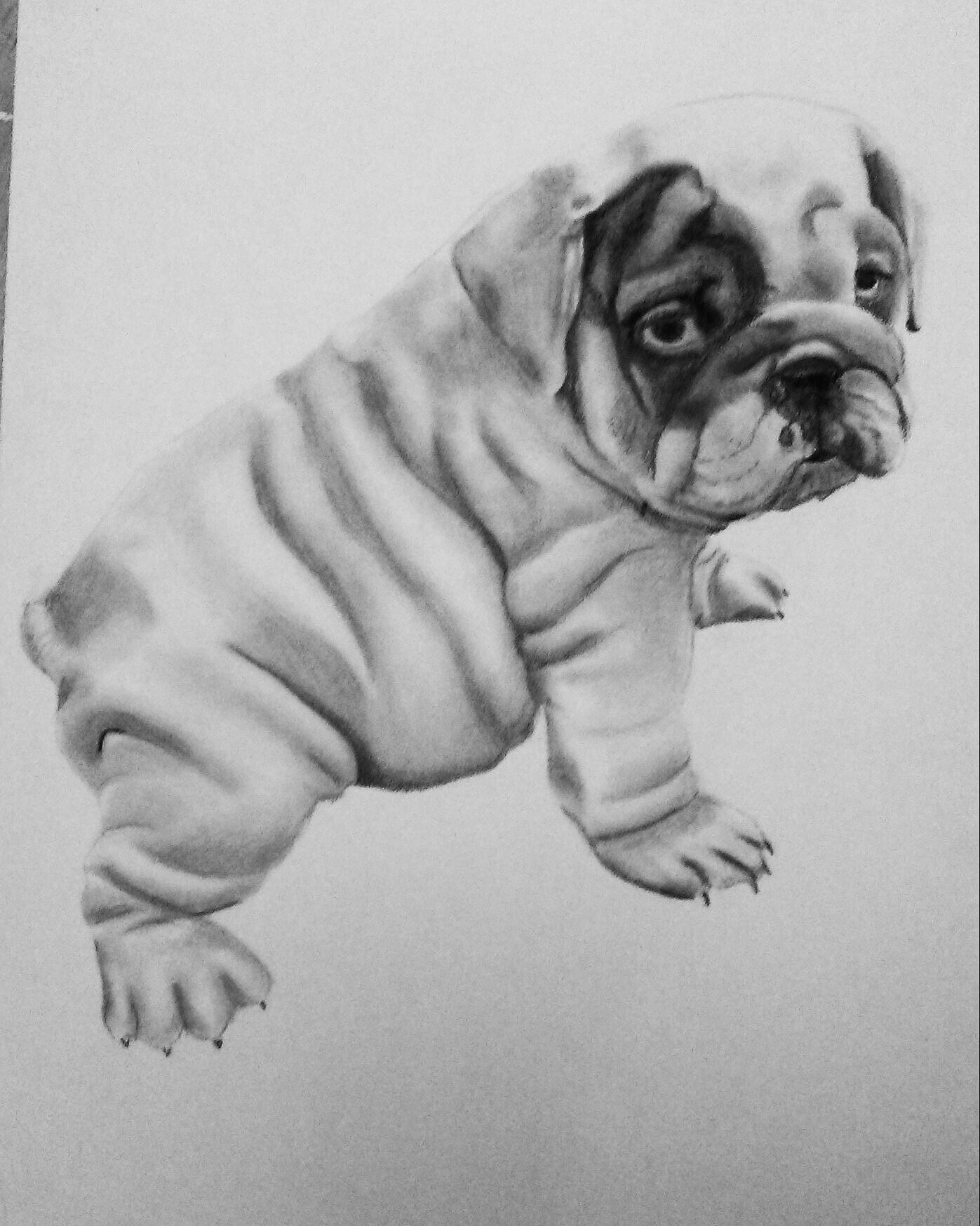 How To Draw A Realistic Bulldog