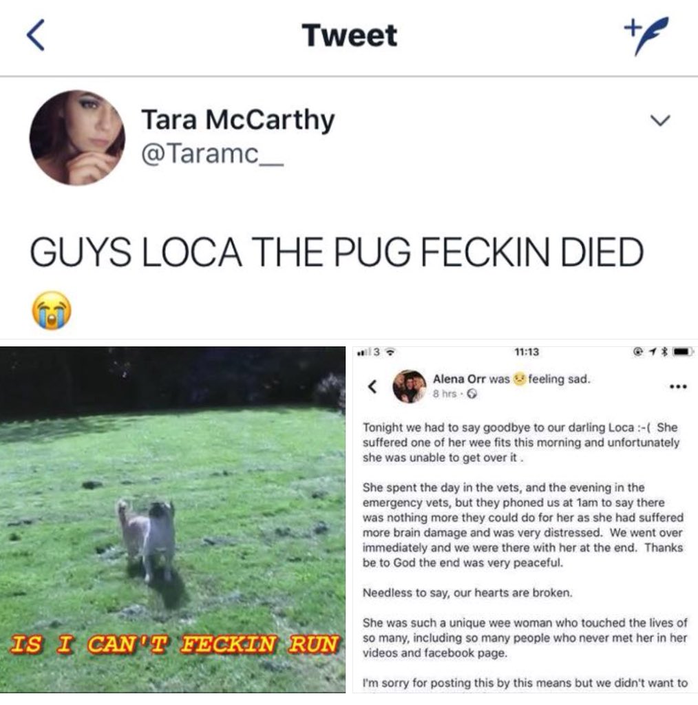 How Did Loca The Pug Died