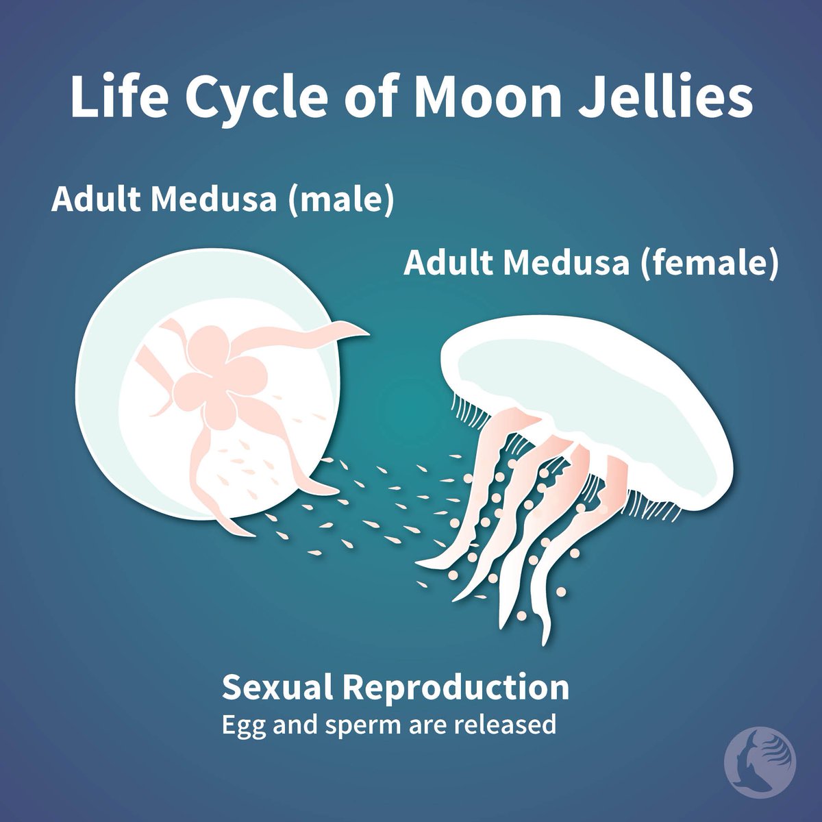Moon Jellyfish Anatomy