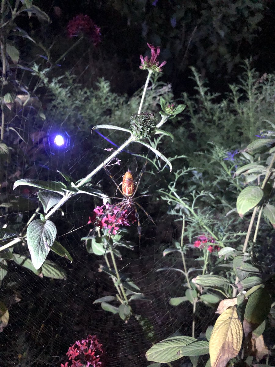 The Spider Pavilion at the Los Angeles NHM is creepy & unnerving & I ...