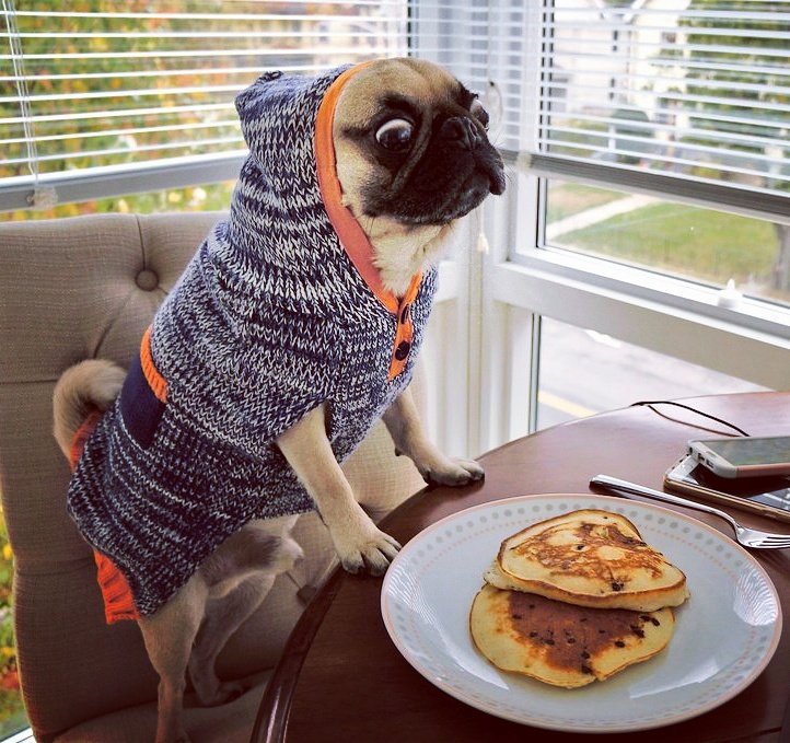 11 Things You Know To Be True When Your Pug Is Always Hungry - SonderLives