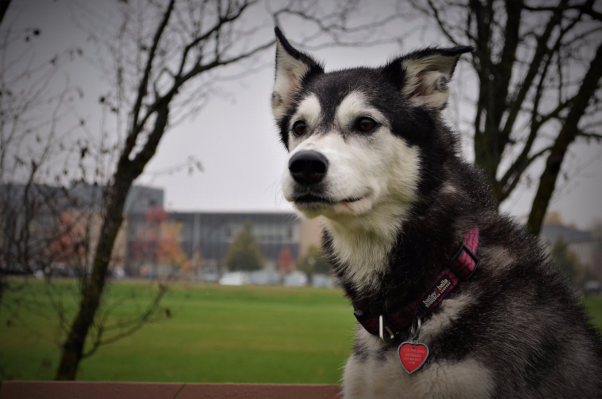 Liam Bedard (@BedardLiam) | Twitter