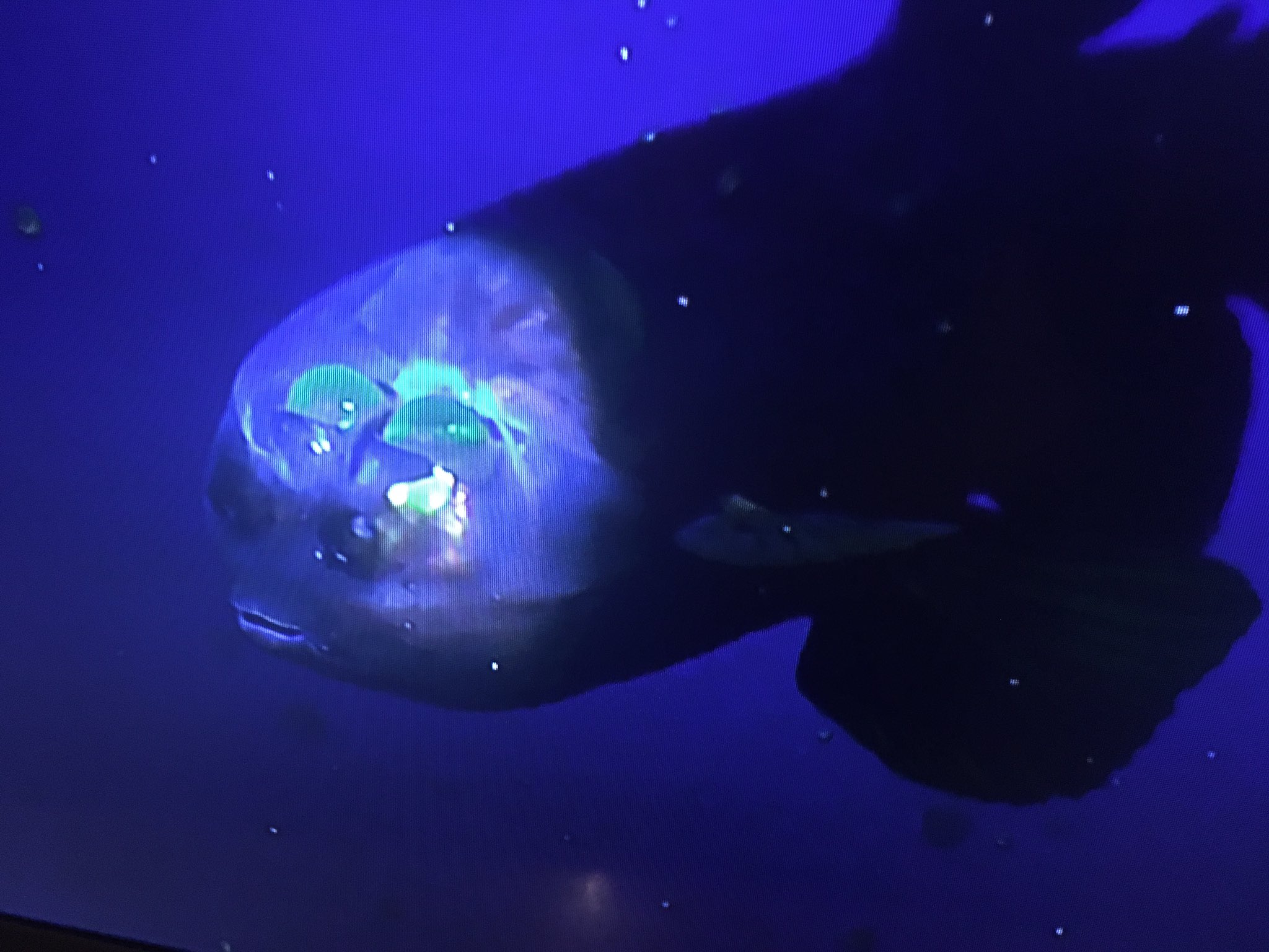 Transparent Fish Head