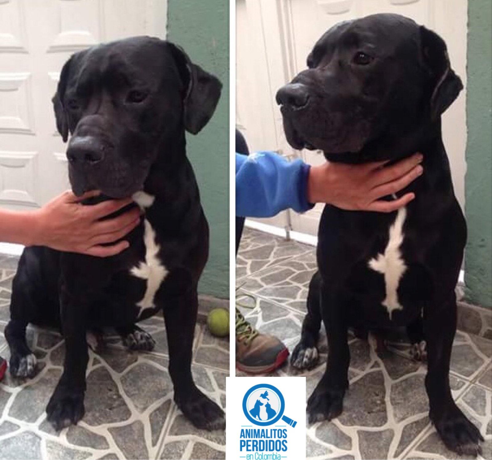 Mezcla De Pitbull Rottweiler Labrador Negro