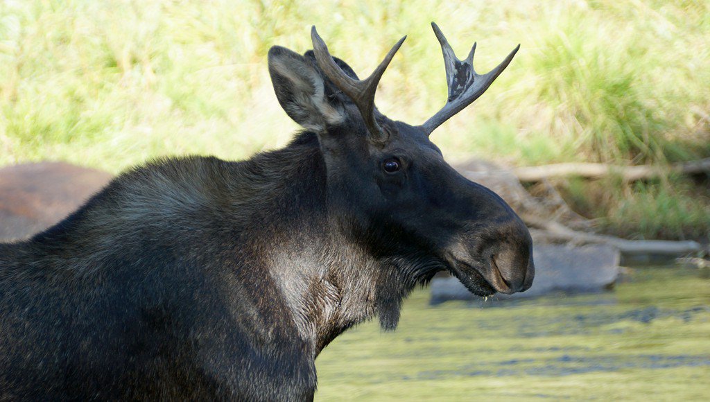 Brainworm parasite kills MN moose, researcher seeks funds | KARE 11 ...