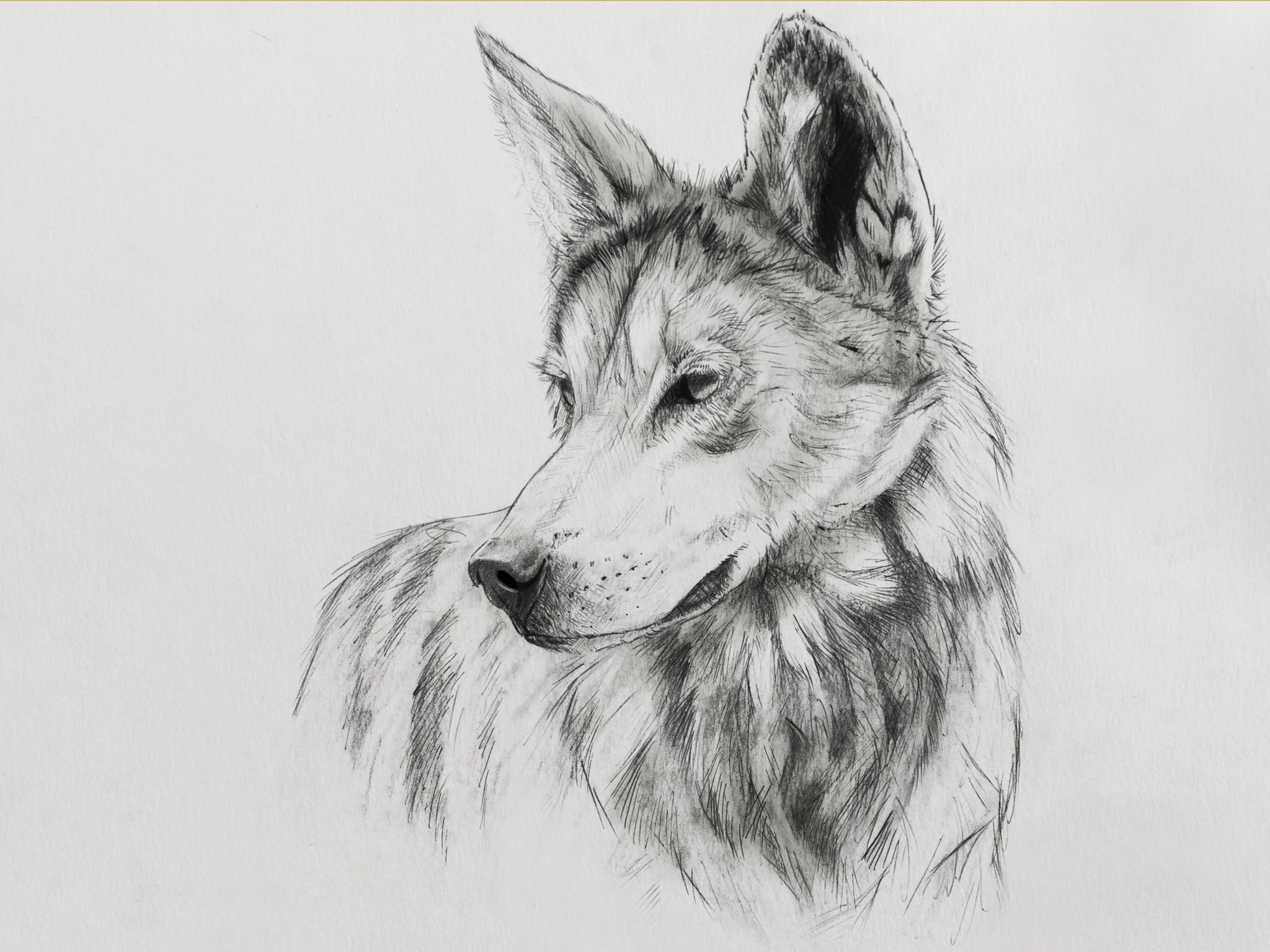 Wolf Pencil Drawing