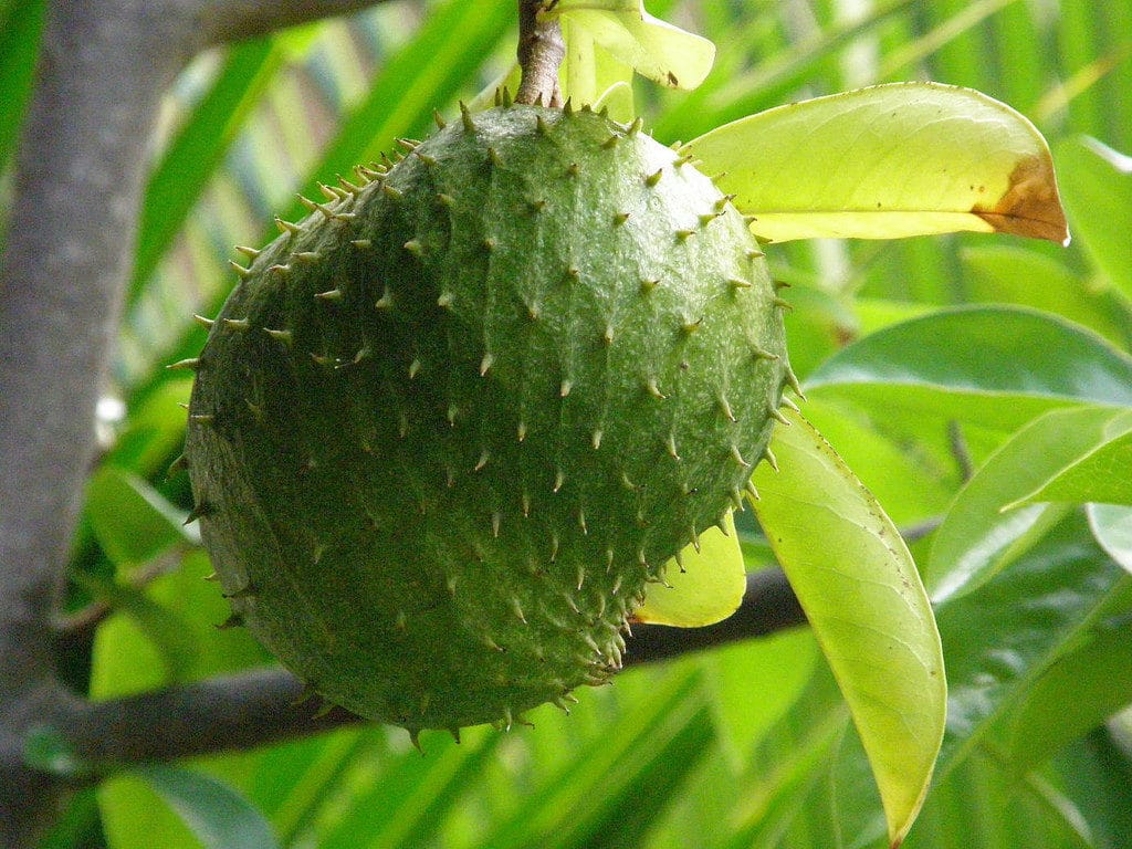 Jamaican Soursop