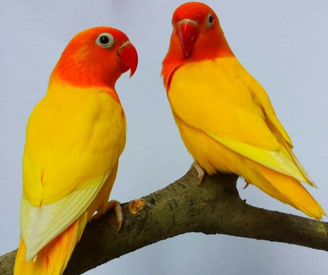 Agapornis Lutino Opalino