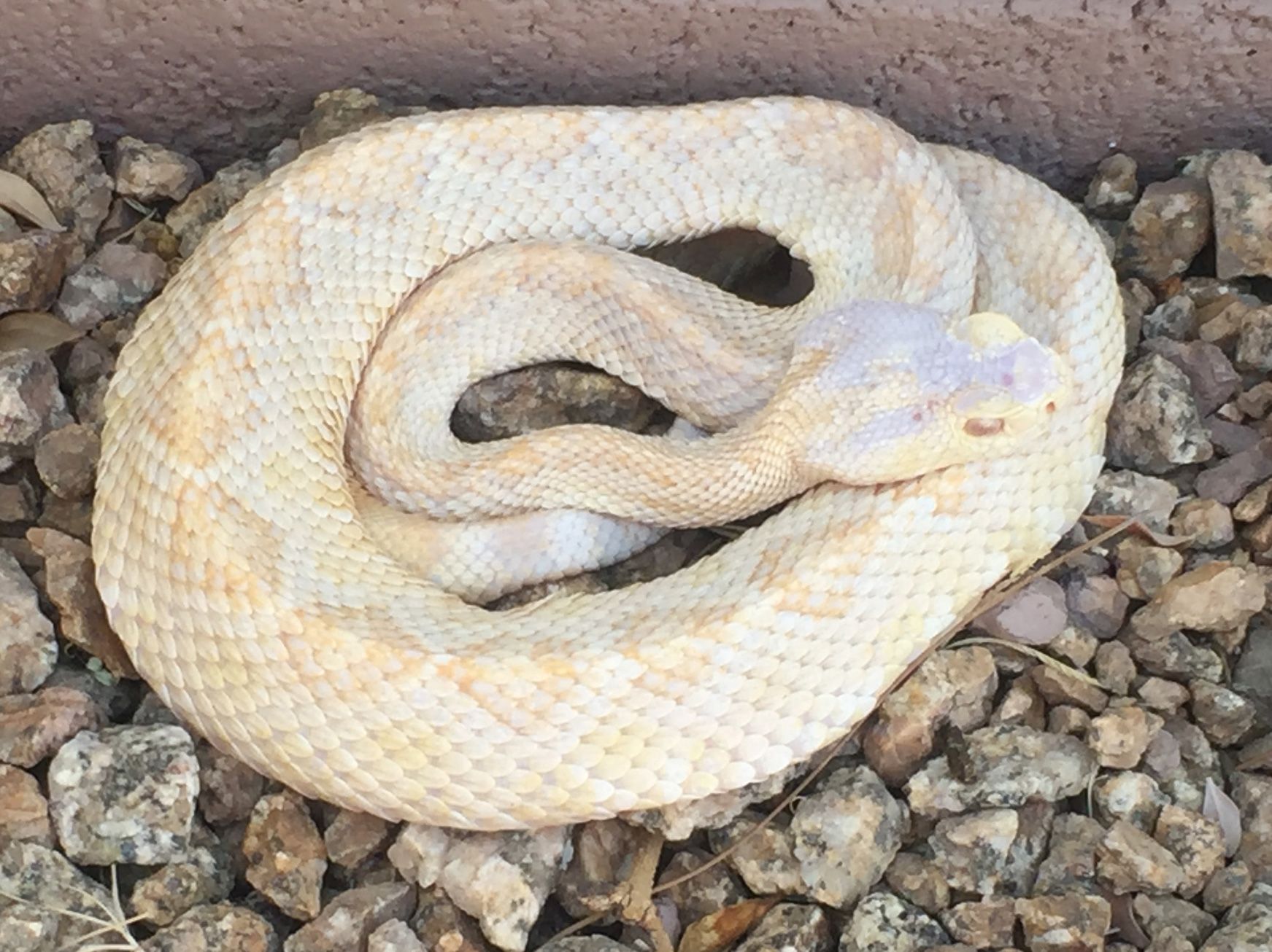 Albino Eastern Diamondback Rattlesnake