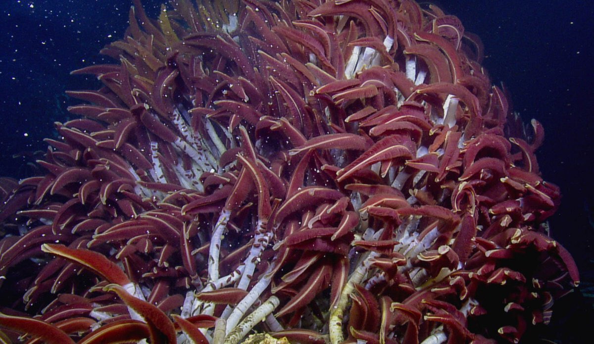 Tube Worms Hydrothermal Vents