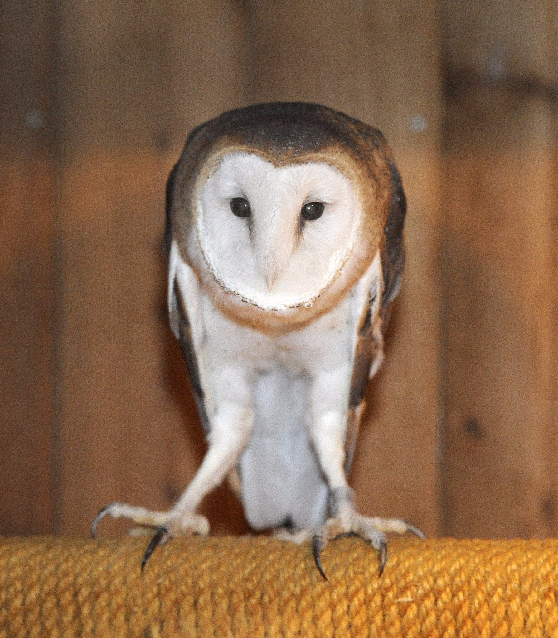 Creepy Barn Owl