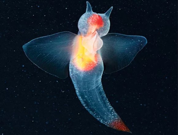These pteropod mollusks called sea angels are at risk because of ocean ...