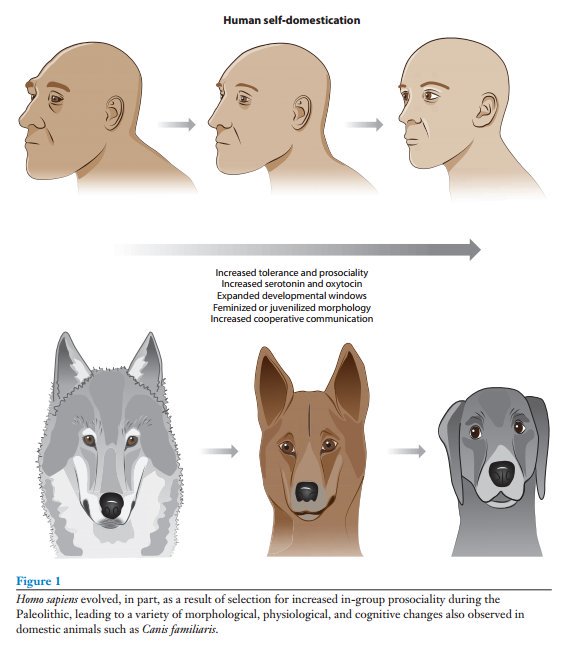 How Long Did It Take To Domesticate Dogs