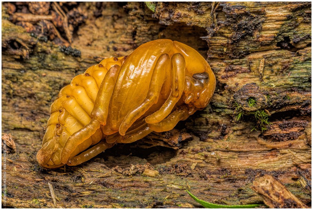 Scarab Beetle Larvae