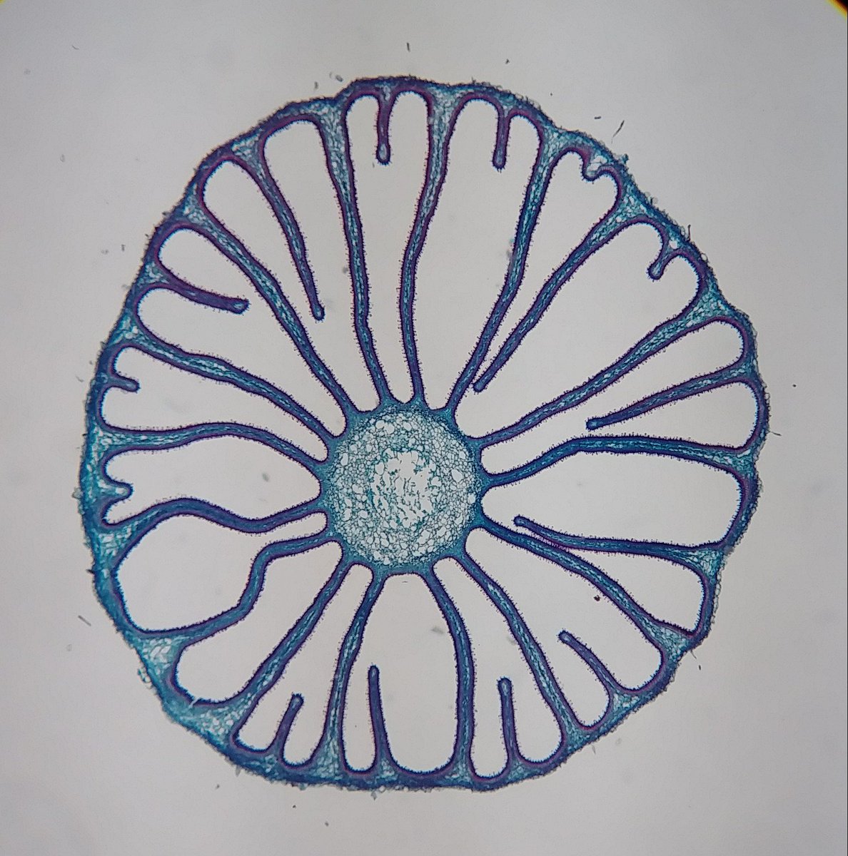 Coprinus Cross Section
