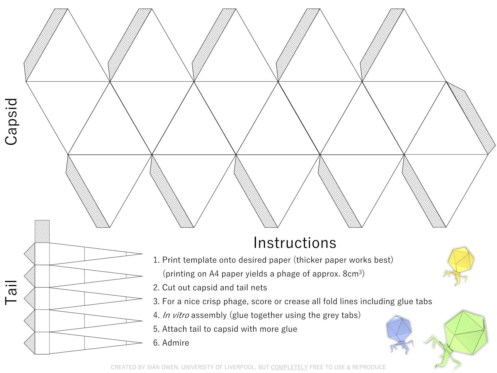 Bacteriophage Model Instructions