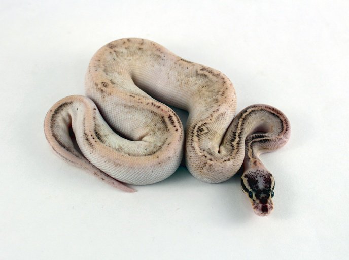 Pewter Pied Ball Python