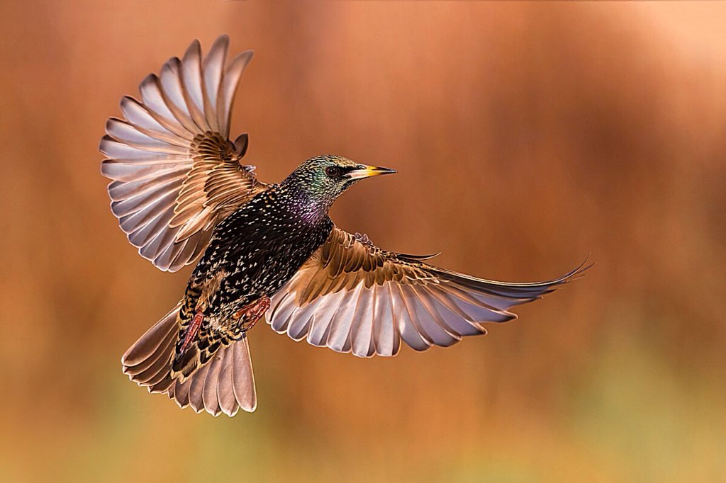 Starling Bird In Flight