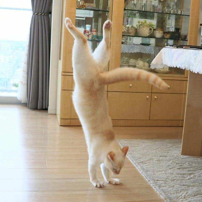 View topic - 🐕 gay little art shop 🐕 - Chicken Smoothie