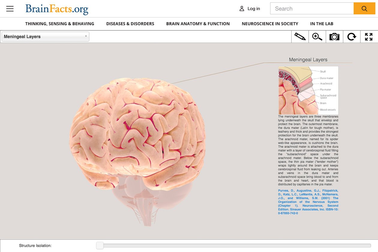 Interactive Brain Map