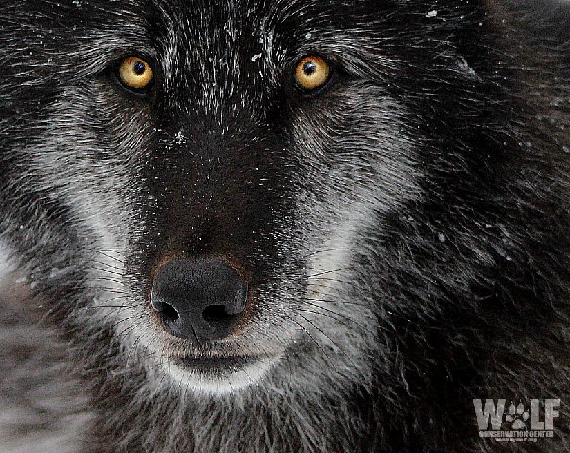 Alexander Archipelago Wolf
