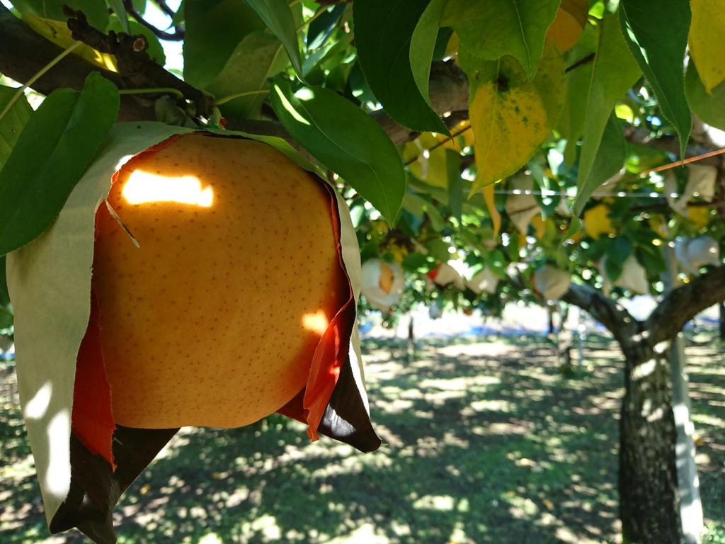 KBC AitaGIRL アイタガール💕 on Twitter: "フルーツ王国うきはで梨狩り🍐うきは果樹の村やまんどんで重さ1㎏を越える愛宕梨を収穫 ソフトな歯触りと独特の味、香りが特徴 ...