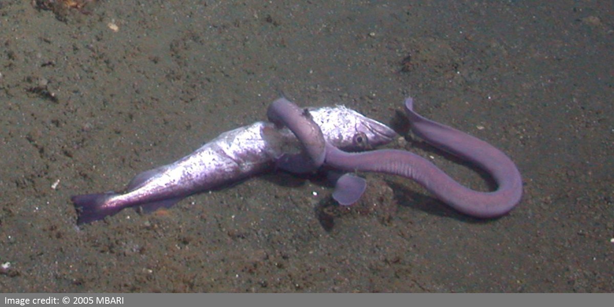 Hagfish Eating Whale Carcass
