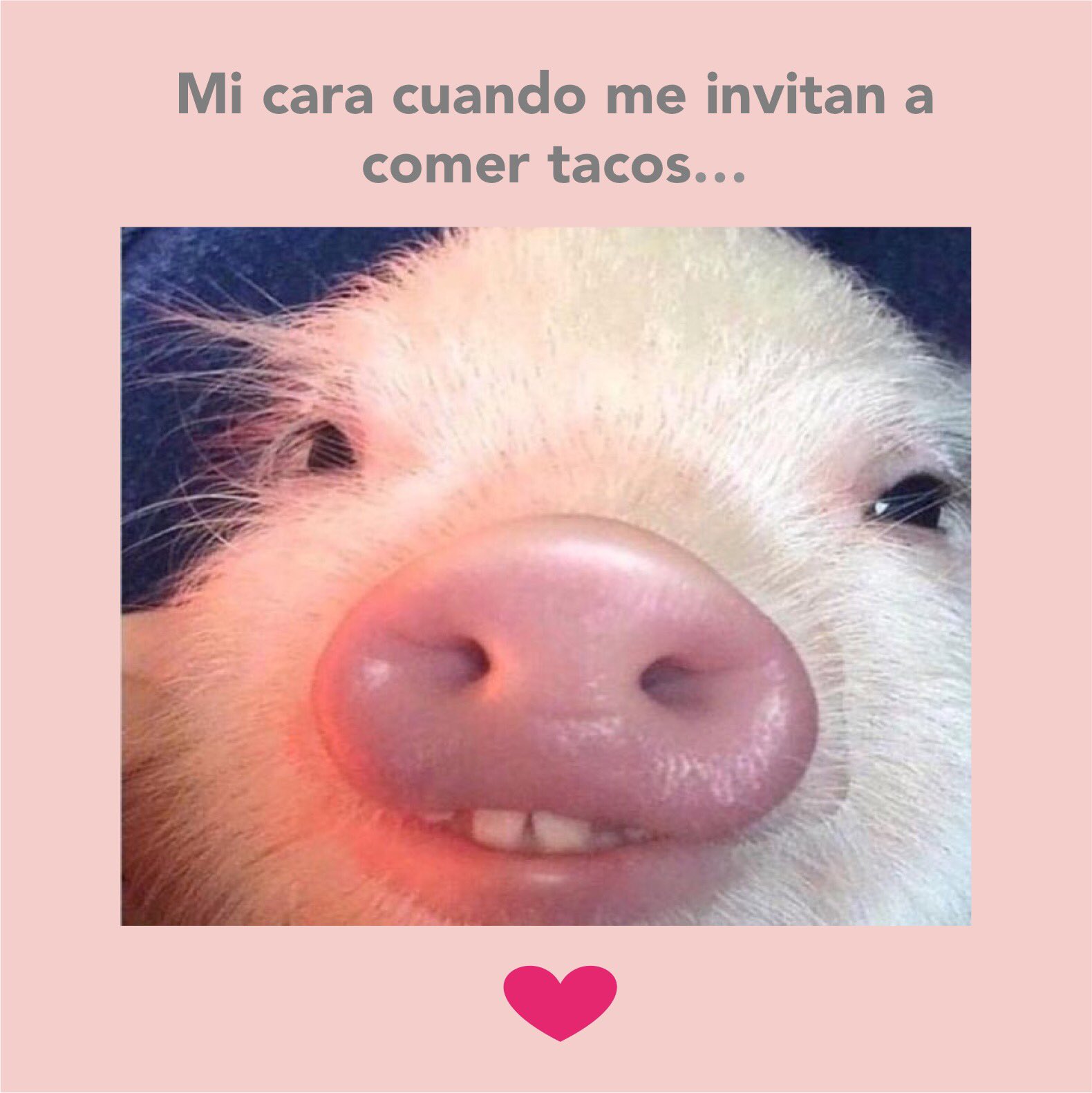 Memes Cochinito