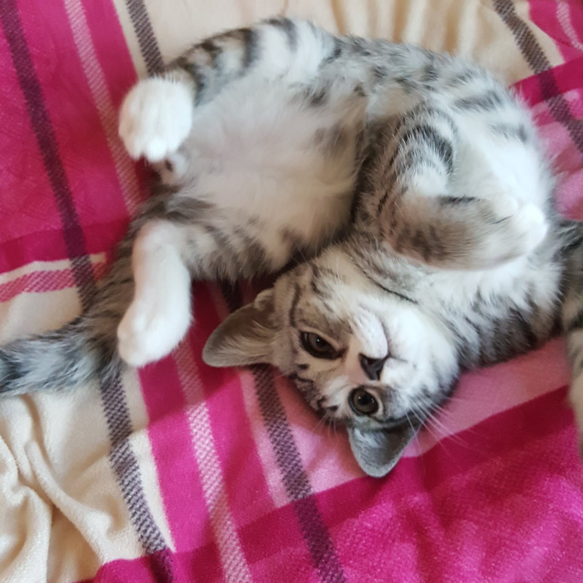 부산팬콘 친목러 (@plz_yangdo_ming) | Twitter