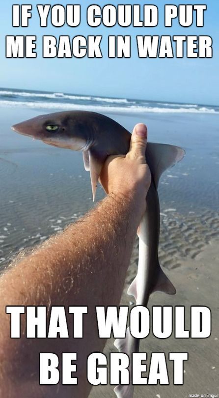 Hug Me Shark Meme