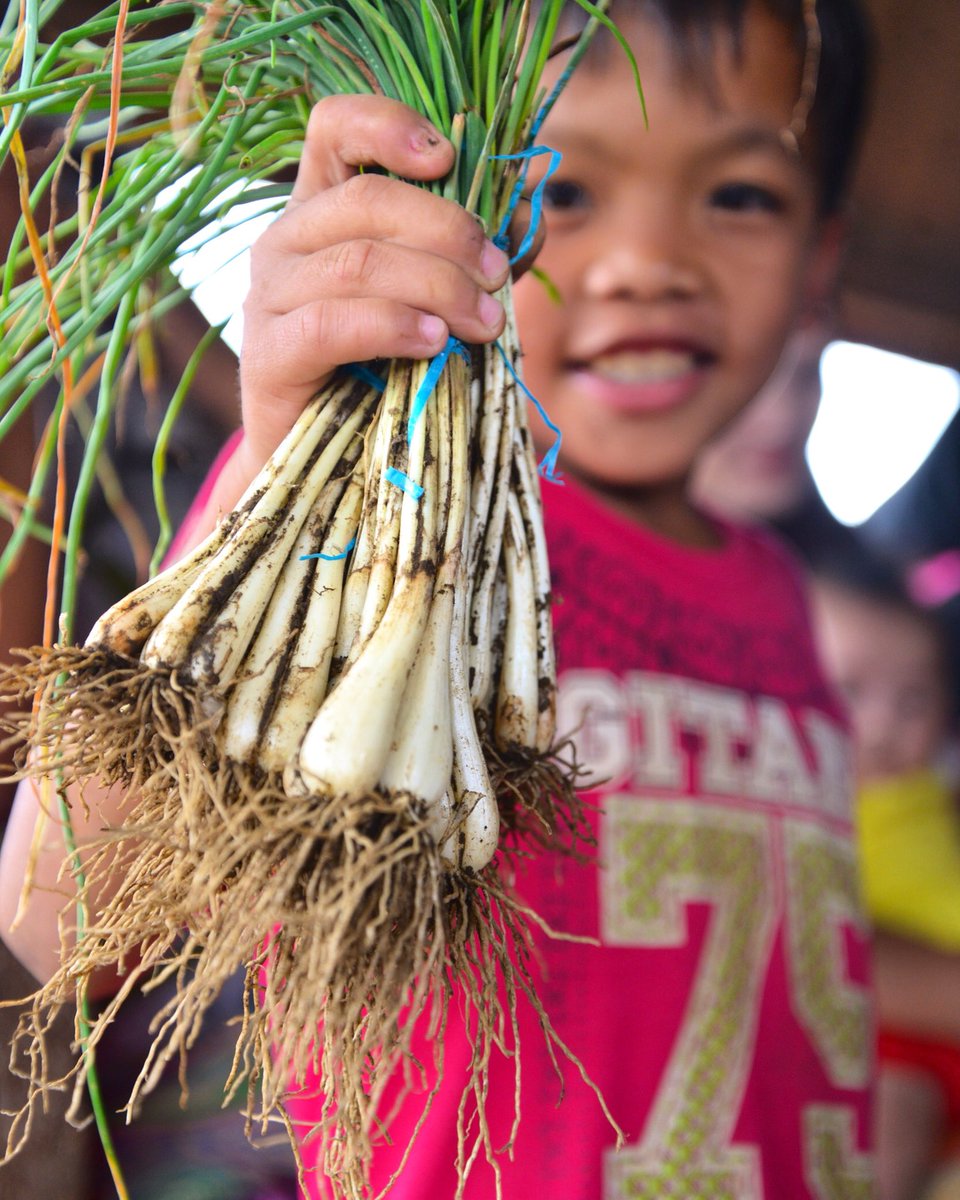 Sakurab (native shallots, sibujing in Bisaya) is one of the main crops ...