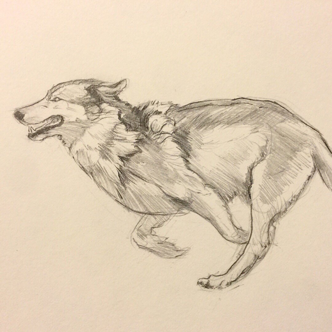 Wolves Running Drawing