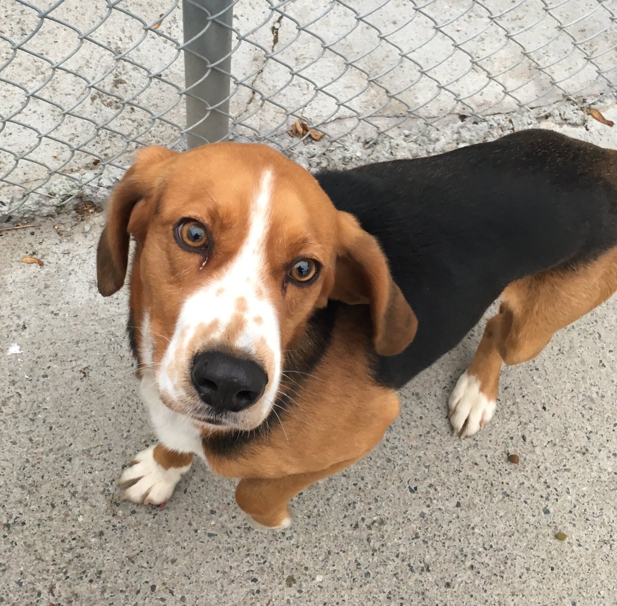 Tricolor Beagle Mix