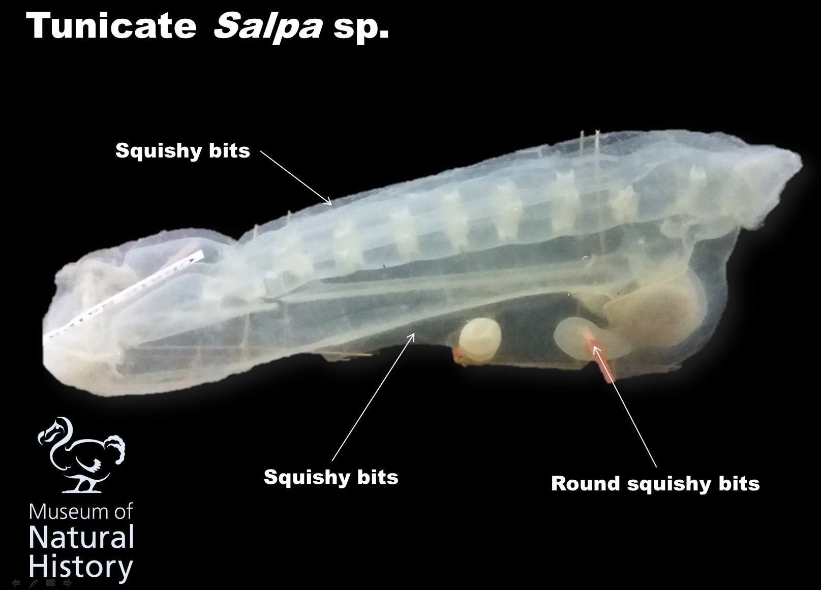 Phylum Urochordata Salpa
