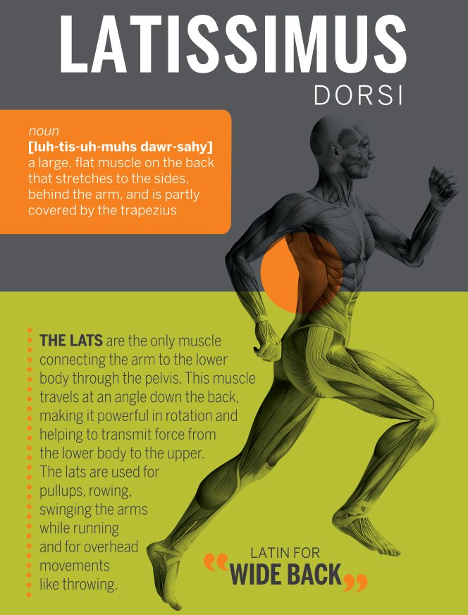 Muscles Targeted By Running