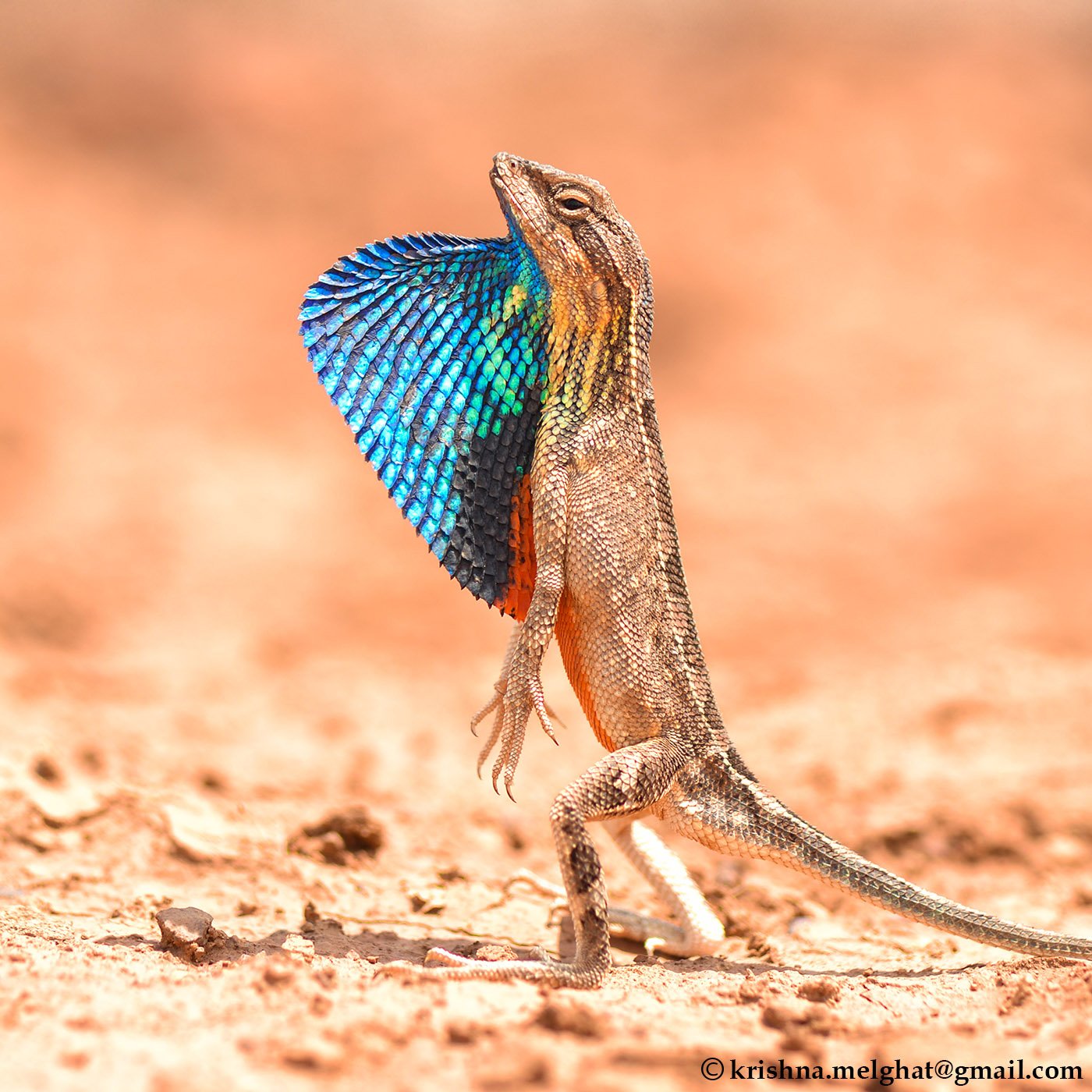 Iridescent Animals
