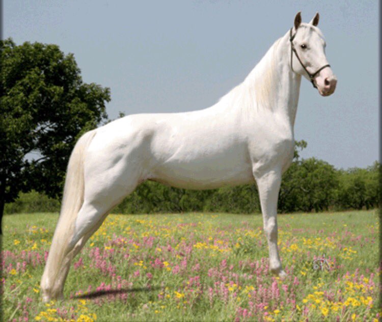 True White Horse