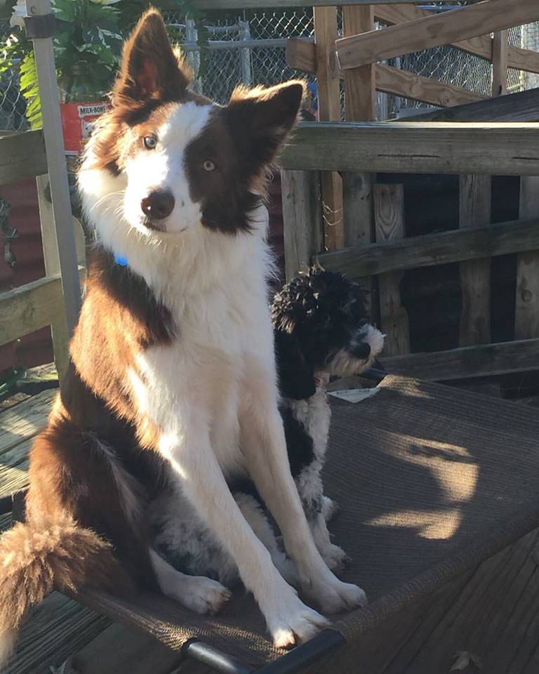What Are Border Collie Ears