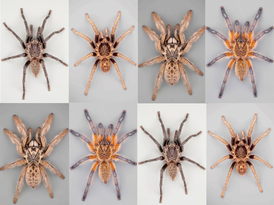 African Baboon Spider